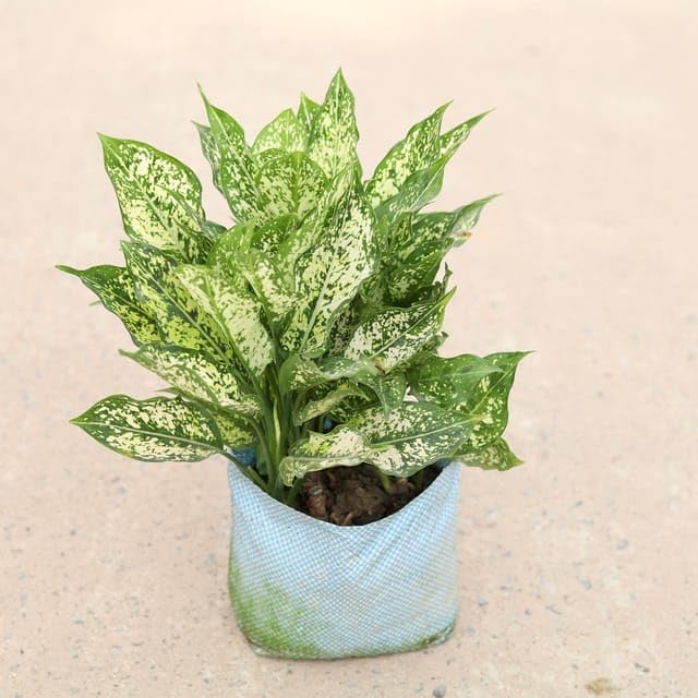 Aglaonema Spring Snow in 6 Inch Live Nursery Plant Nursery Bag : Amazon ...