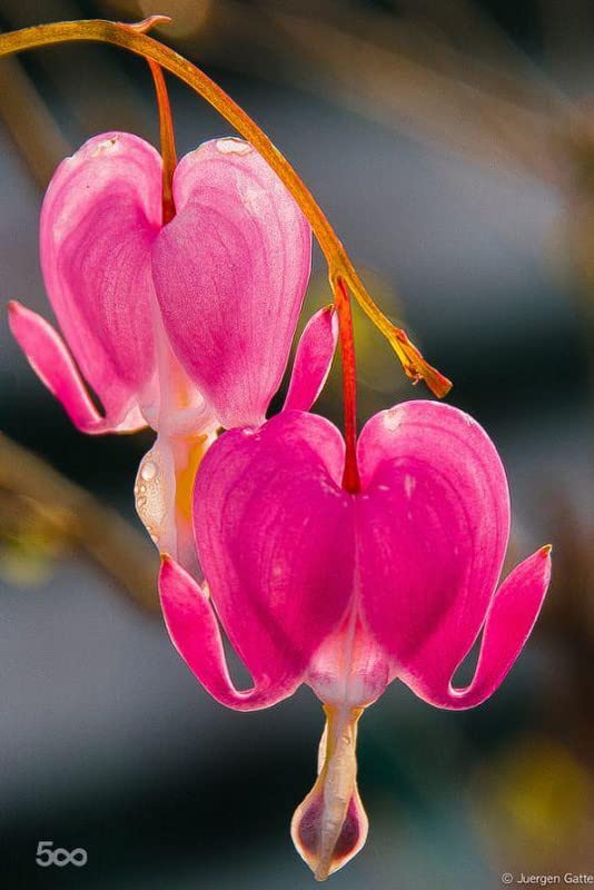 Ritz Farming® Bleeding heart flower seeds | Bleeding heart dull pink ...