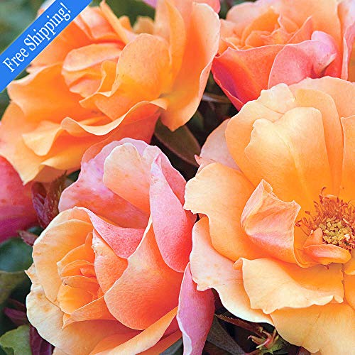 Stargazer Perennials Tequila Rose Plant | Reblooming Orange Shrub Rose ...