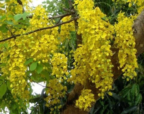 Generic Seeds With Golden shower , Cassia fistula Tree Seed, Gold Rush Yellow : Amazon.in ...