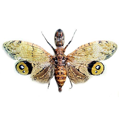 Real Lanternfly Fulgora Laternaria Peanut Head Fulgorid Peru Insect ...