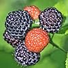 Amazon.com : Thornless Raspberry Plant Live 6 to 12 Inch Tall, Sweet ...