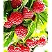 Amazon.com : 200 pcs Premium Red Raspberry Seeds - Grow Juicy and ...