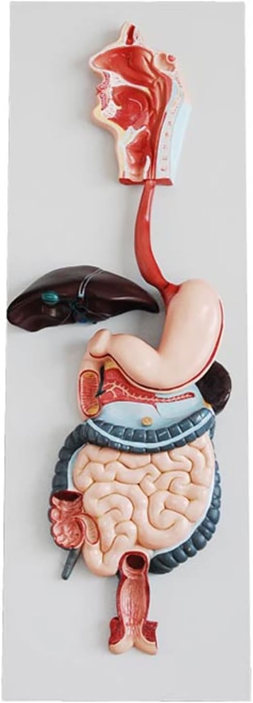 Human Digestive System Model, Digestive Tract Nose Australia | Ubuy