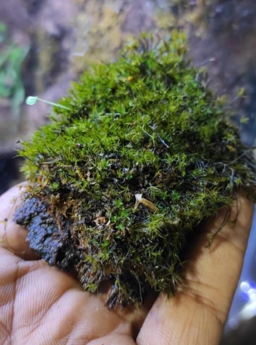 NATURAME Mossy Wood Decor, Large, Live Moss Grown on Wood bark, Natural ...