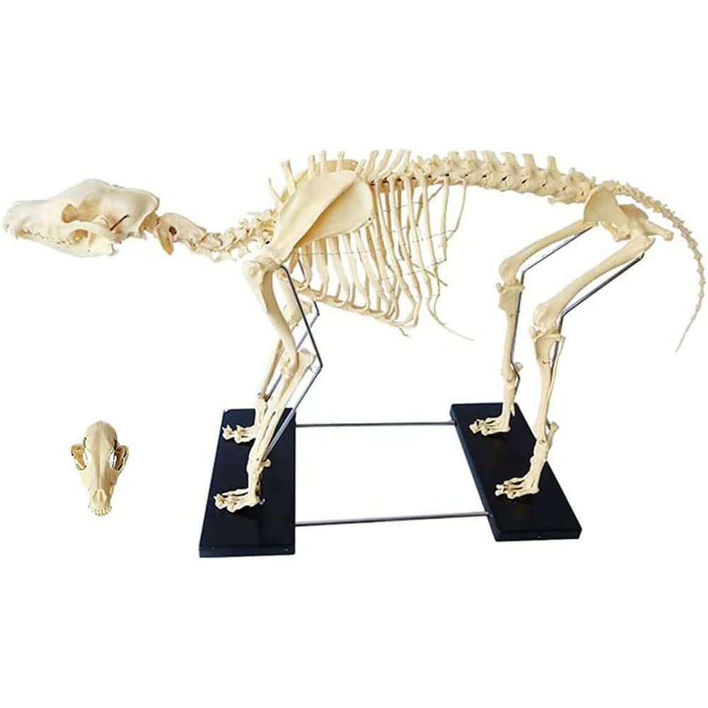 Dog Skeleton Anatomy