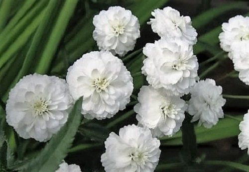 Amazon.com : 150 Pearl Yarrow White Double Achillea Ptarmica Herb ...