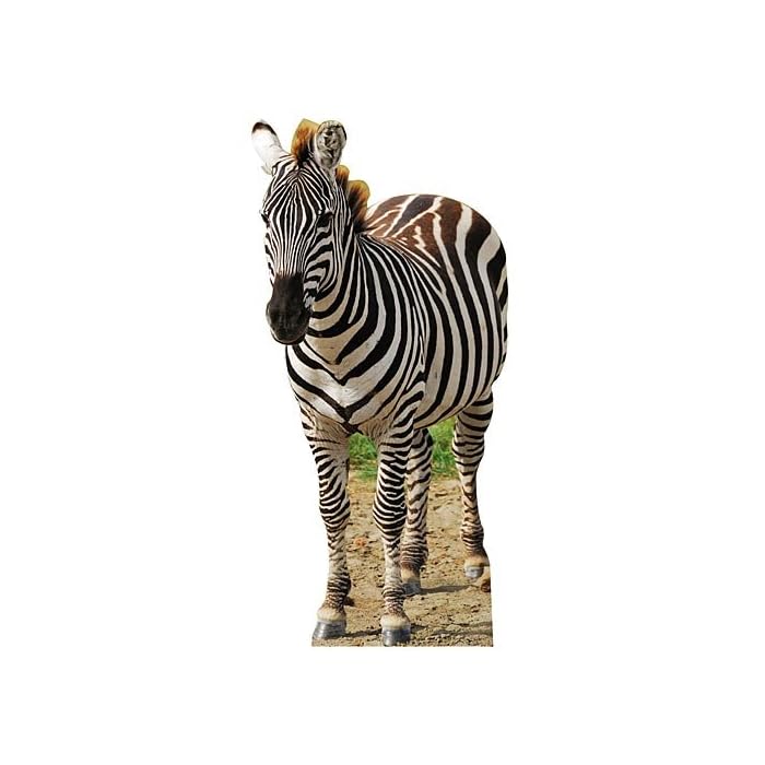 Buy Jungle Safari Zebra Cardboard Cutout Standee Standup Prop Party ...