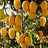 Amazon.com : Mango (Manglifera) Live Tropical Fruit Tree 12”-24 ...