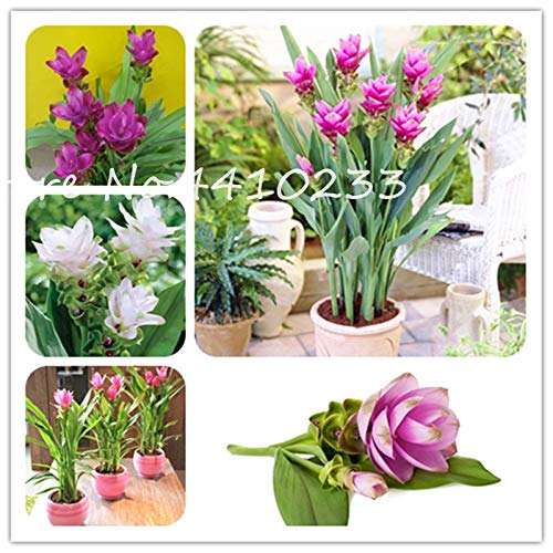 75 Pcscolorful Curcuma Seeds Flower Seeds St Seeds Garden Seeds Easy ...