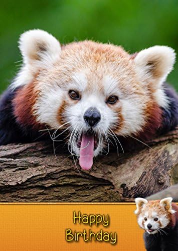 Red Panda Birthday Card : Amazon.co.uk: Stationery & Office Supplies