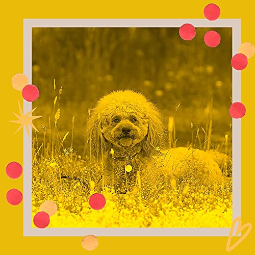 Piano and Bells - Background Music for Dog Walks by Dog Music Hour on ...