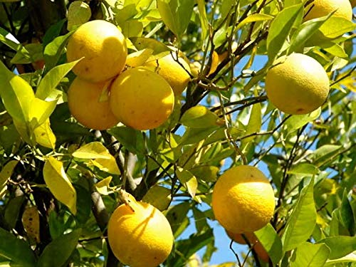 Modern Plants Live Nimbu/Nimboo/Lemon/Citrus/नीम्बू का पौधा Perennial ...
