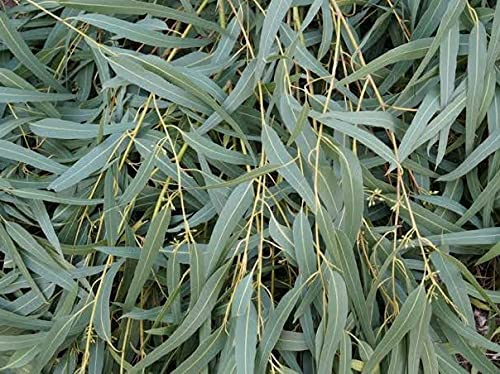 Fresh Eucalyptus Leaves/Thailam Leaves 400gm : Amazon.in: Health ...