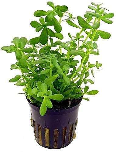 Green View Brahmi Plant - Medicinal Plants for Home Garden Herbs Plants ...