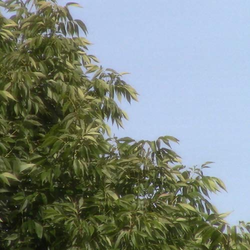 Amazon.com: HOMEOSTASIS : Mark Generous: Digital Music