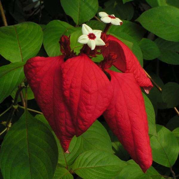 Mphmi Seedless Plant Red Flower Plants Mussaenda (Red) - Plant : Amazon ...