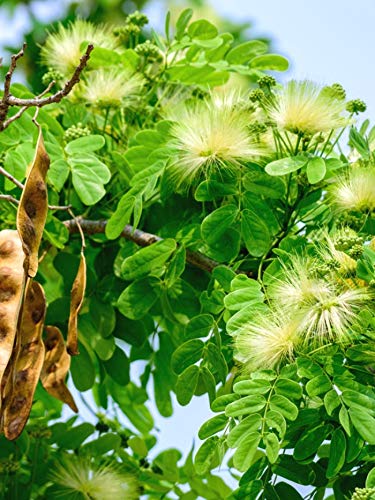 SHOP 360 GARDEN Albizia Lebbeck, Frywood, Siris tree, Golden Silk Tree ...