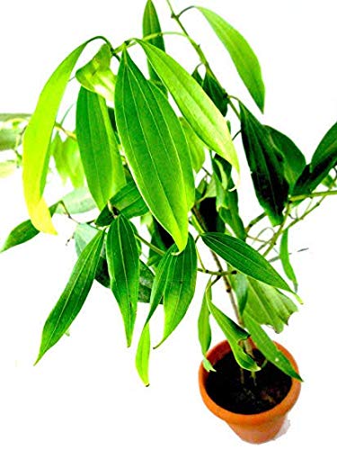 Maa Durga Garden Bay Leaf (Tez Patta Spice) Plant : Amazon.in: Garden ...