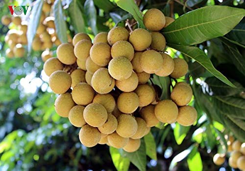 MaliaGarden LIVE 1 DRAGON EYE (LONGAN) FRUIT PLANT - SWEET FRUIT-HUGE ...