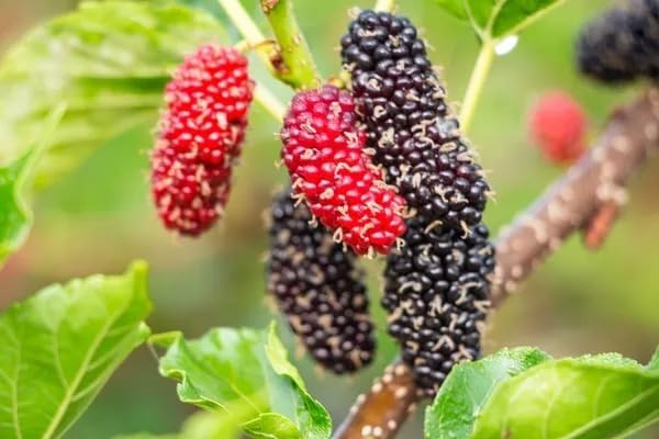 S Nursery Fruit & Green Mulberry(Shahtoot Fruit Plant) Healthy Tree [SM ...