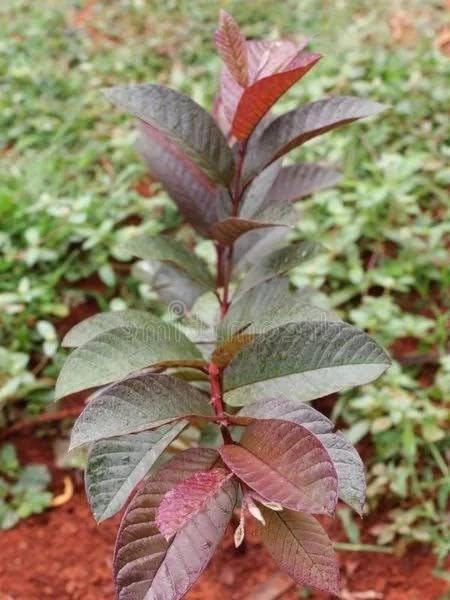Live Grafted Red Guava Plant for Garden, Red Guava Tree Suitable on All ...