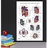 Amazon.com: Palace Learning Heart Anatomy Poster - LAMINATED ...