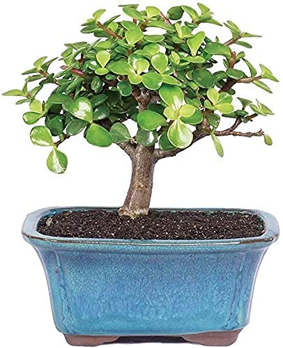 Polygon Green 5 Year Old Grafted Jade Bonsai (Green) : Amazon.in ...