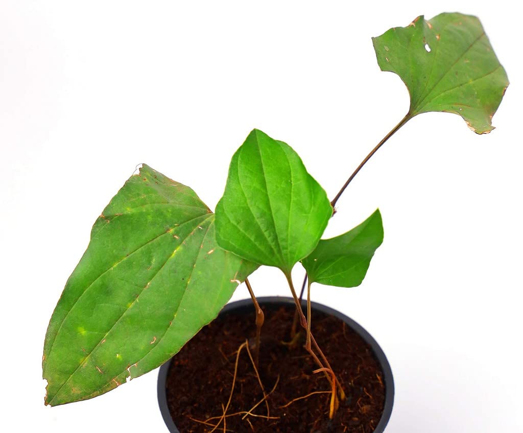 Buy OhhSome Arogyapacha Tribal Herb Trichopus Zeylanicus Out Door ...