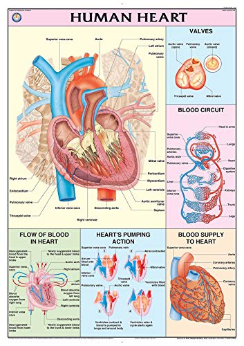 Buy HP10S | TeachingNest | Human Heart Chart 70x100 cm | English ...