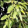 Modern Plants Live Pilkhan/Ficus virens/Pakad tree Very Beneficial ...
