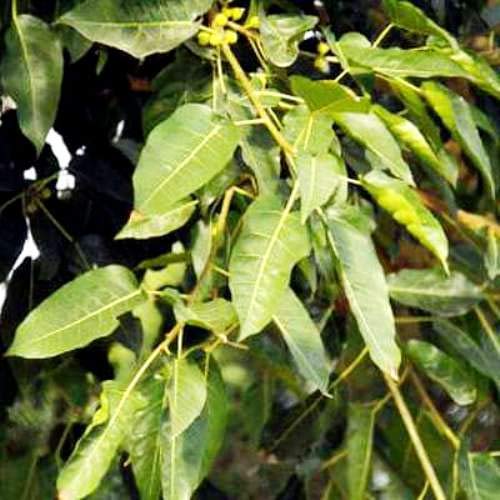 Modern Plants Live Pilkhan/Ficus virens/Pakad tree Very Beneficial ...