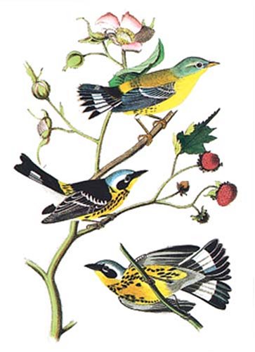 Audubon Bird Notebook: Dover: 9780486255989: Amazon.com: Books
