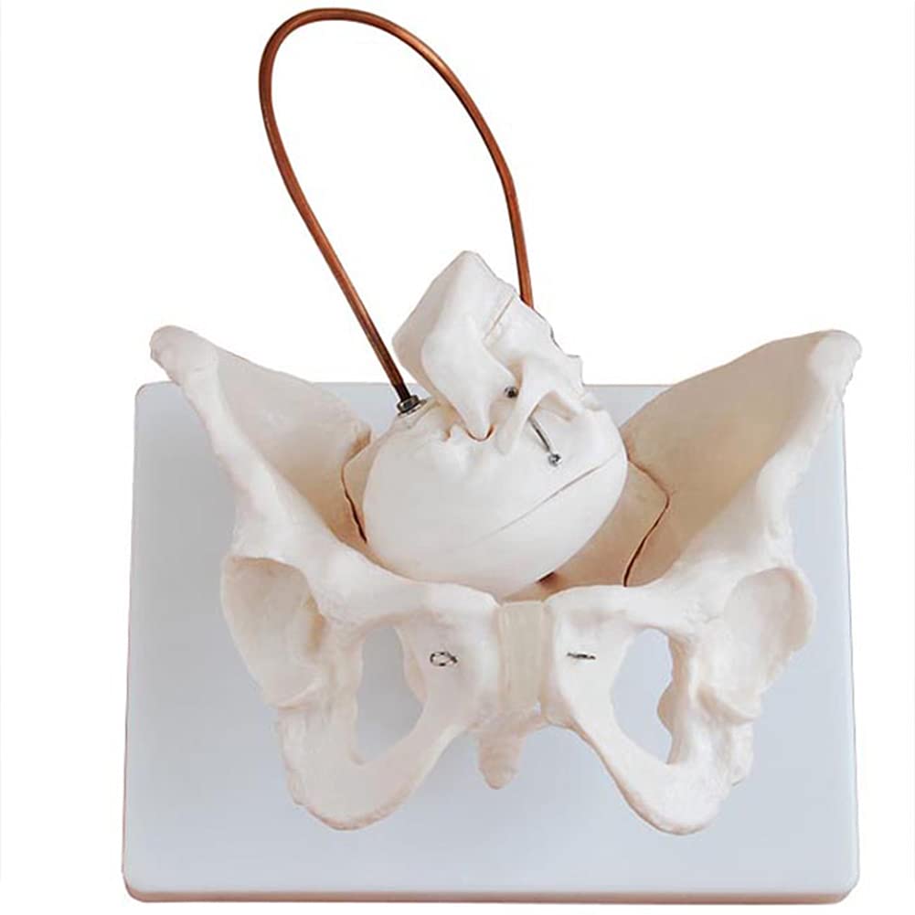 Female Pelvis With Fetal Skull Pelvis Midwifery Demonstration Model ...