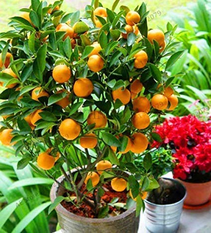 Organix Rosa Chinese Orange Sweet Narangi Dwarf Calamondin Hybrid Live ...