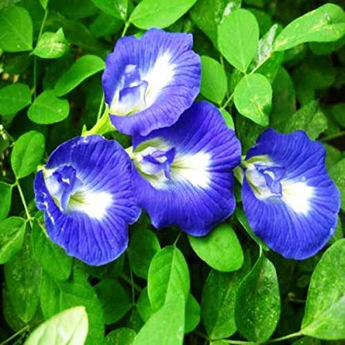 Desi Gardener Blue Aparajita Flower Live Plant (Blue) |Outdoor ...