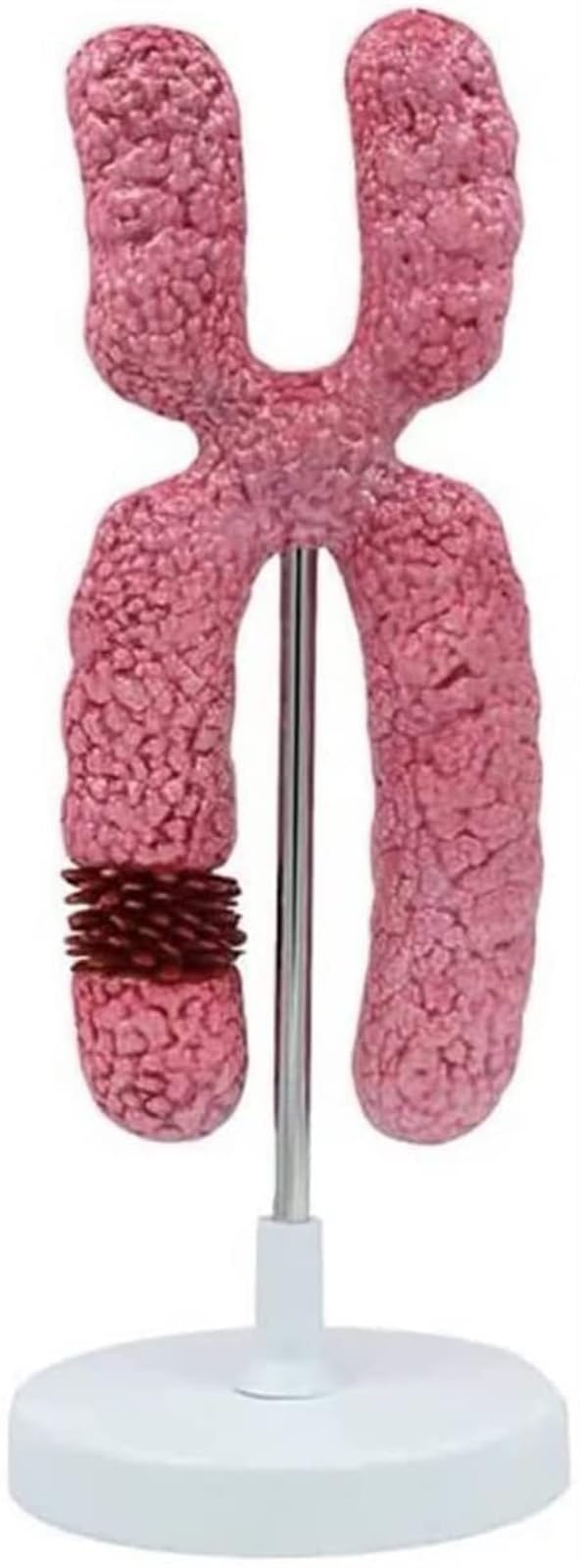 Buy VERIMP X Chromosome Model Meiosis Submicroscopic Structure Human ...