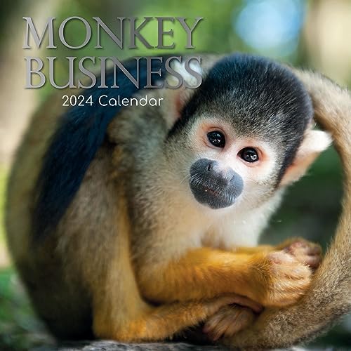 Amazon.com: 2024 Square Wall Calendar, Monkey Business, 16-Month ...