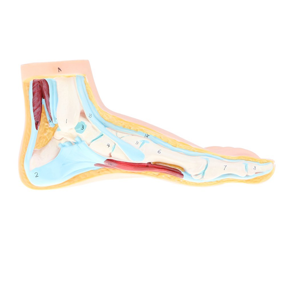Buy Normal Foot Model - Arched Foot Skeleton Model With Ligaments And ...