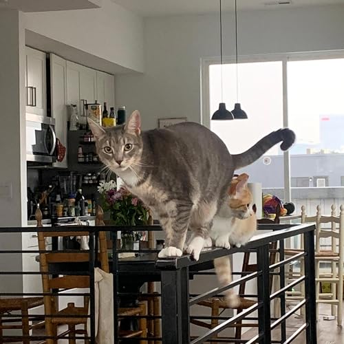 The Way a Star Behaves von Danny Calise auf Amazon Music Unlimited