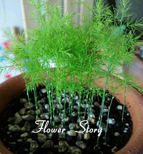 EaglesFord Rare Beautifull Asparagus Meyeri - Foxtail Fern Live Plant ...