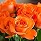 Amazon.com : Orange Rose Plant Live for Planting Ornamental Garden, 5 ...