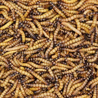 BASSETT'S CRICKET RANCH 50ct Large Superworms - Insect Gourmet - Your guide to edible insects