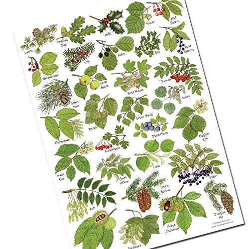 A4 British Tree Leaves Identification Poster - Wildlife, Nature, Chart ...