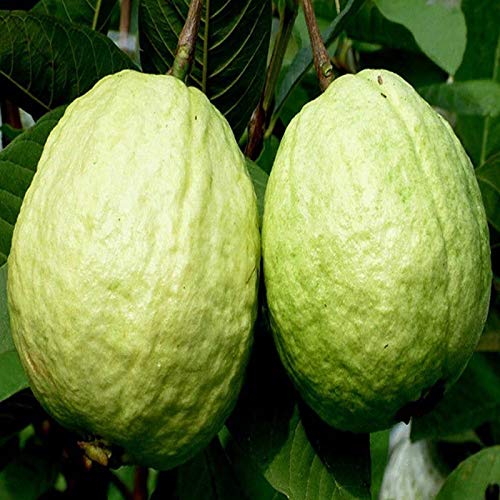 Your Shop Plants Live Thai KG Big Guava/Amrood/Amrud Fruit Plant ...