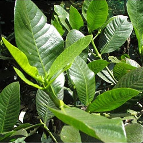 Mphmi Seedless Plant Indoor Plants Hing Plant - Asafoetida, Gardenia Gummifera : Amazon.in ...