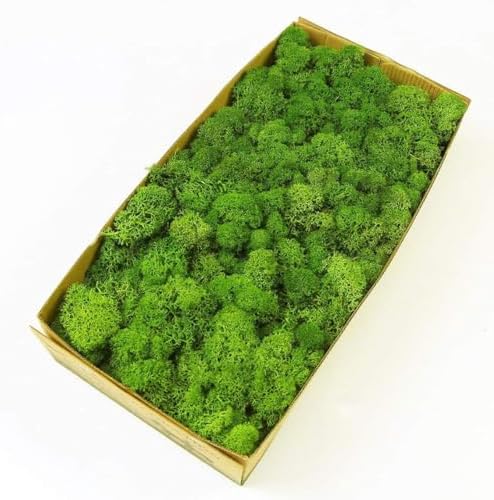 Amazon.com: Preserved Reindeer Moss, 8oz Artificial Moss for Indoor ...