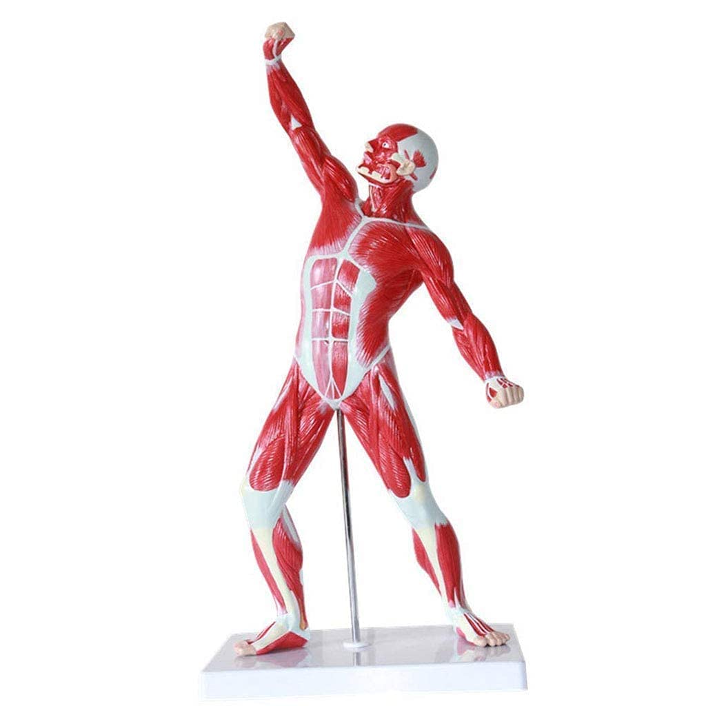 Buy Assembly Anatomical Human Muscular Figure Model Miniature Anatomy ...
