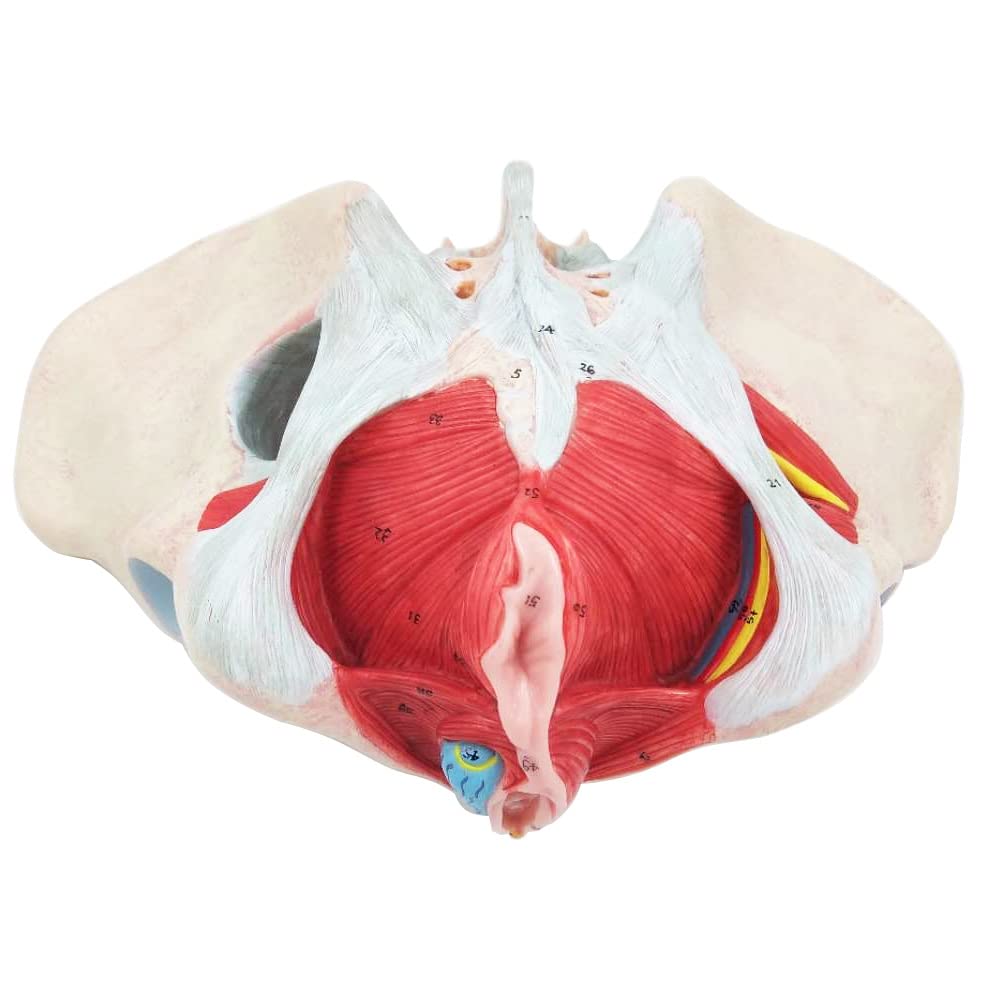 Buy AioneerEducational Model,Life Size Female Pelvis Model with Muscles ...
