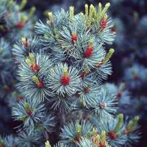 Amazon.com : Blue Japanese White Pine 3 - Year Live Plant : Tree Plants ...